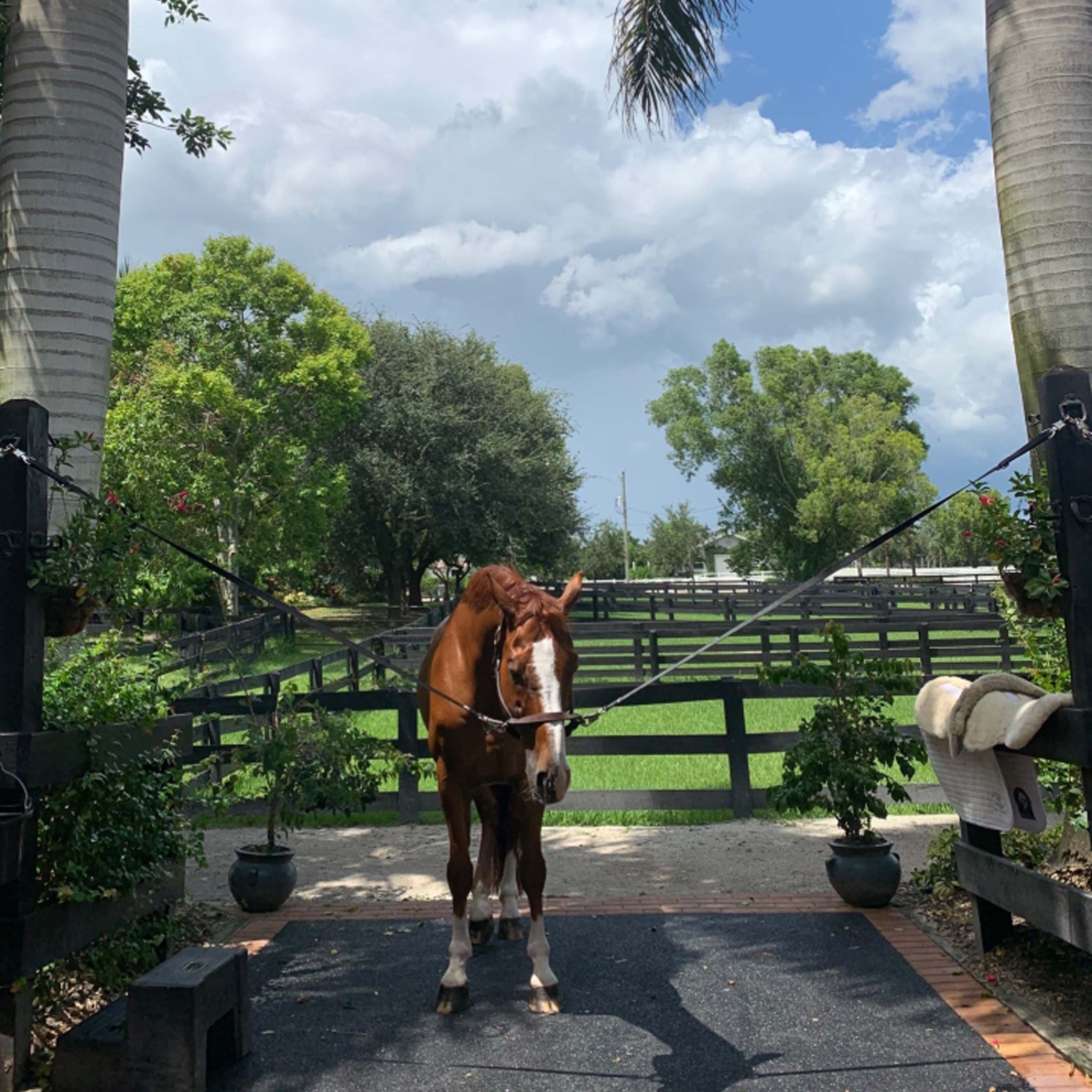 Spirit Winds Stables – Grand Prix • Polo Thoroughbreds